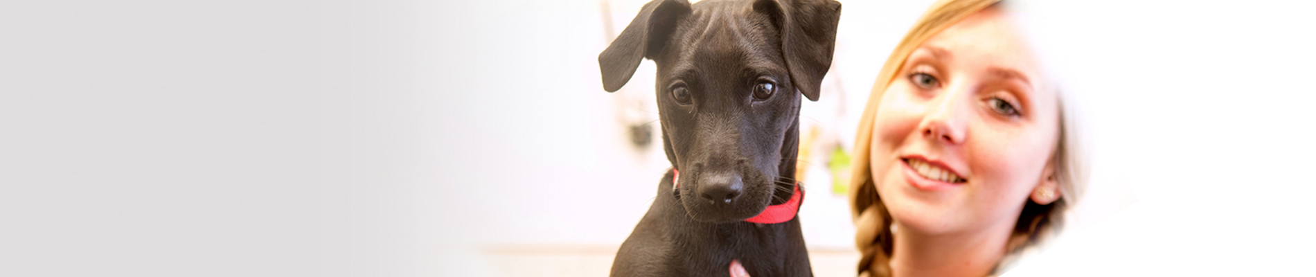 Barton Vet Clinic | Pet Care & Plans | Barton Veterinary