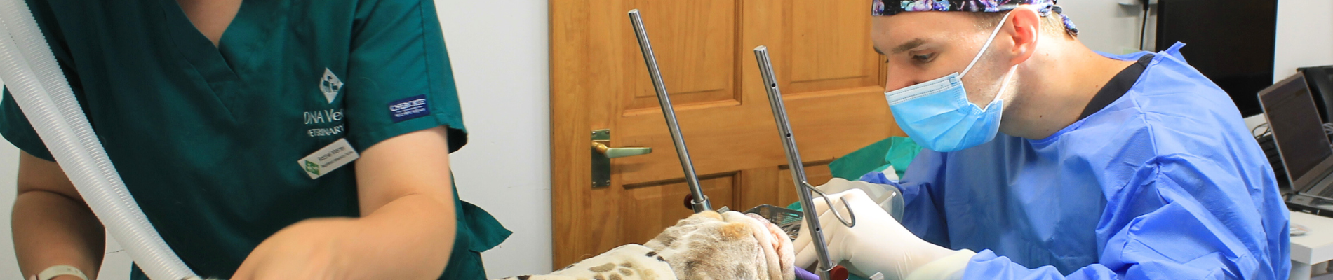 BOAS Diagnosis by Expert Vet Surgeon | Barton Veterinary